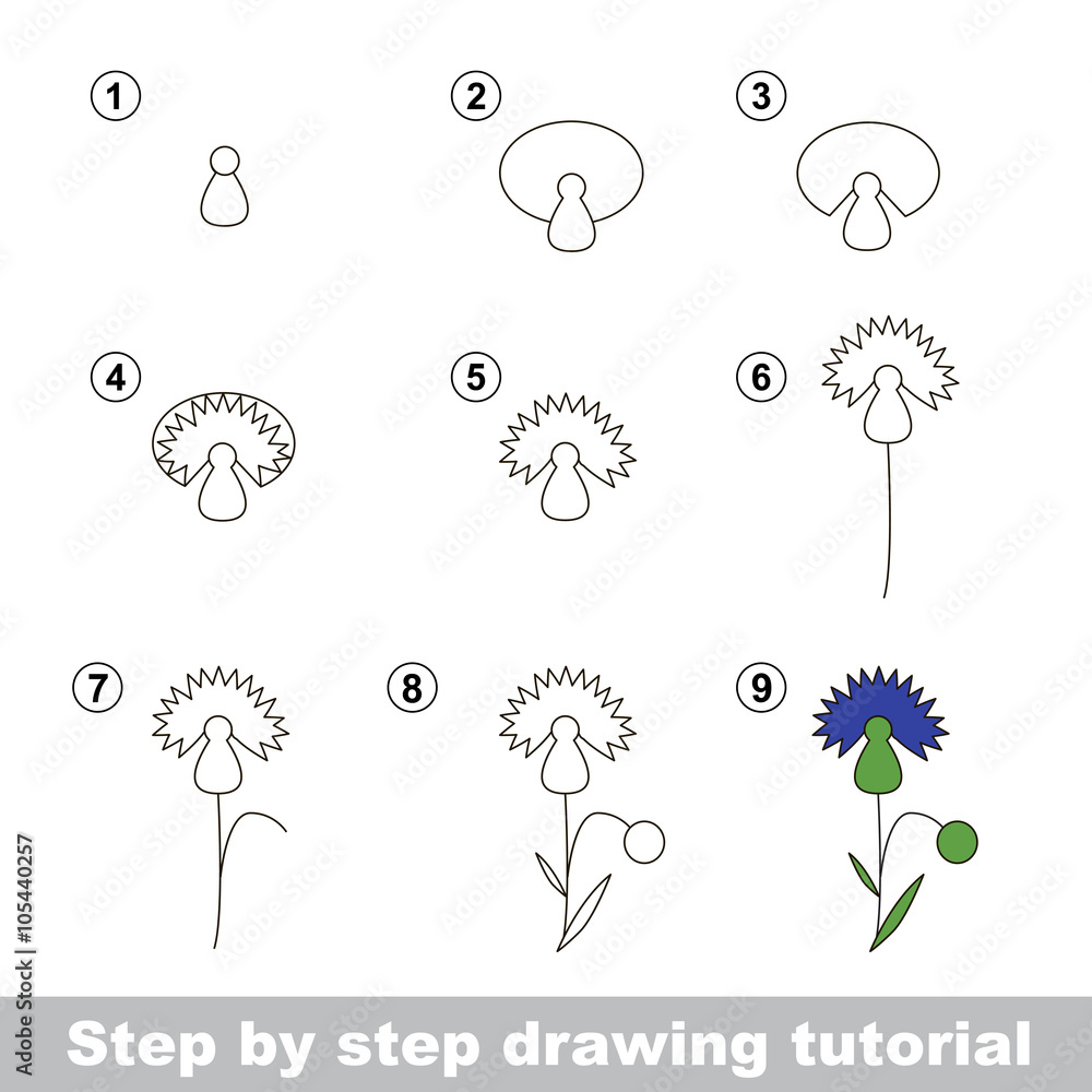 Drawing tutorial. How to draw a Cornflower Stock Vector | Adobe Stock