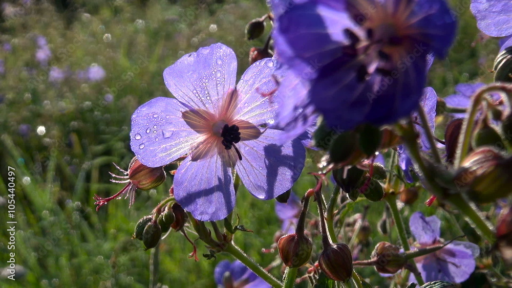 Blue Flower Meadow Geranium Dewdrops Stock Video | Adobe Stock