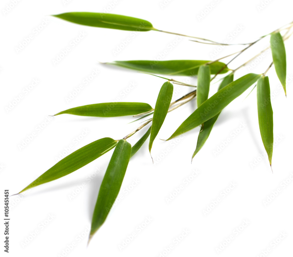 Single Bamboo Leaf