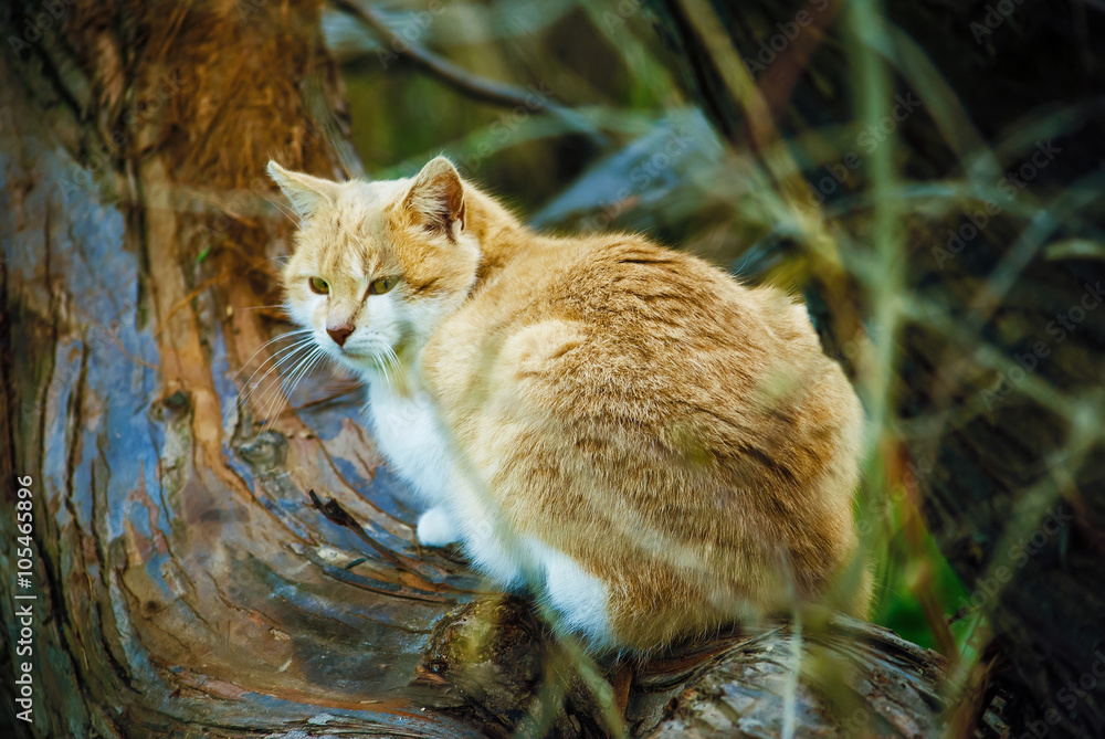 Wild red cat sits on a tree in the forest Stock Photo | Adobe Stock