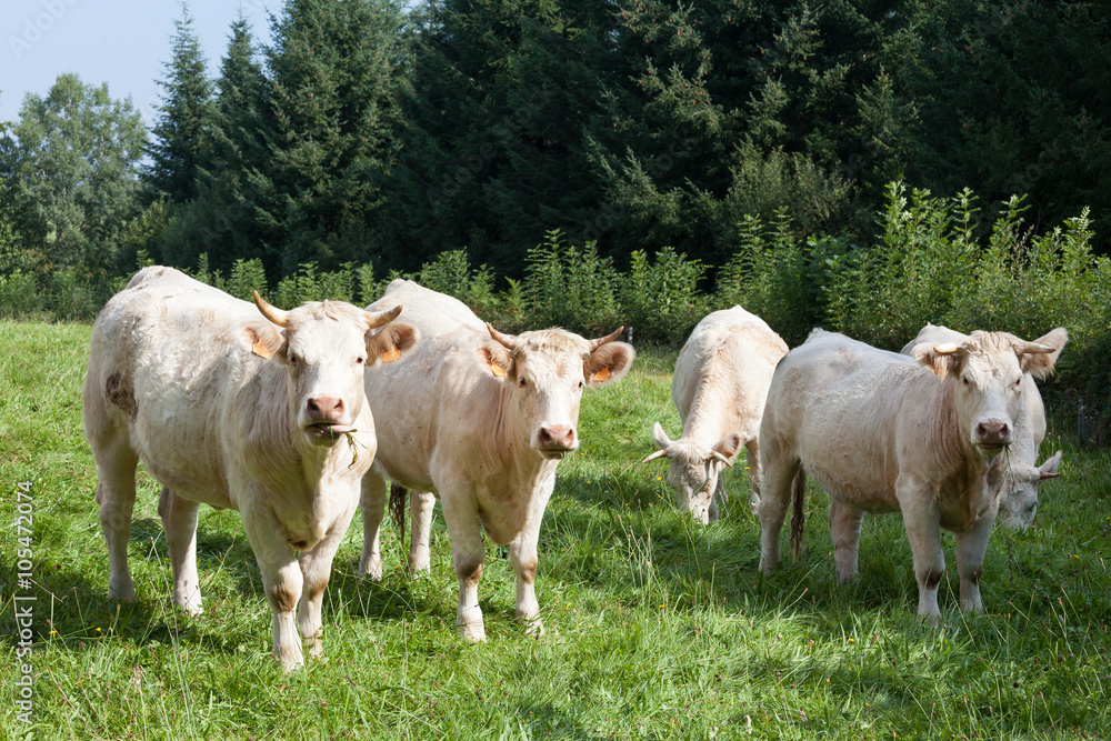 Five white Charolais beef cows , or cattle, grazing in a green grassy ...