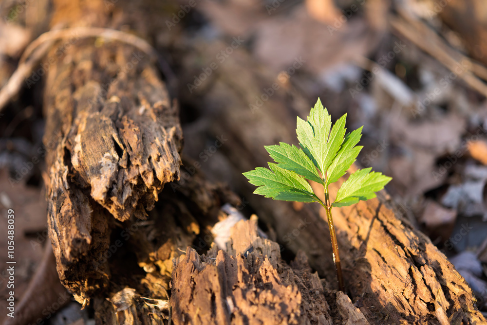 New tree growing from an old, dead, rotting tree. Symbolizing rebirth ...