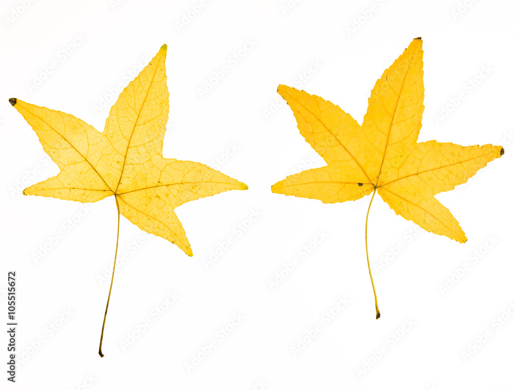 Illuminated herbarium of Acer leaf front and back, isolated on white ...
