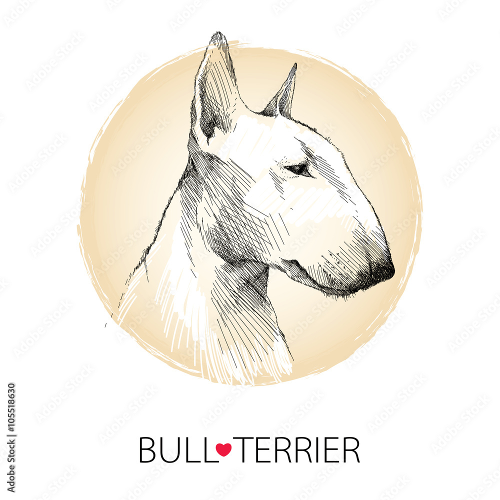 Bull Terrier Head