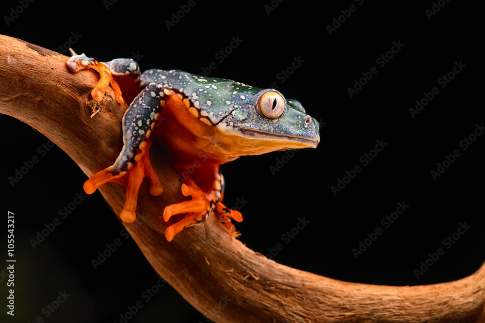 fringe tree frog, Cruziohyla craspedopus. A tropical rain forest ...