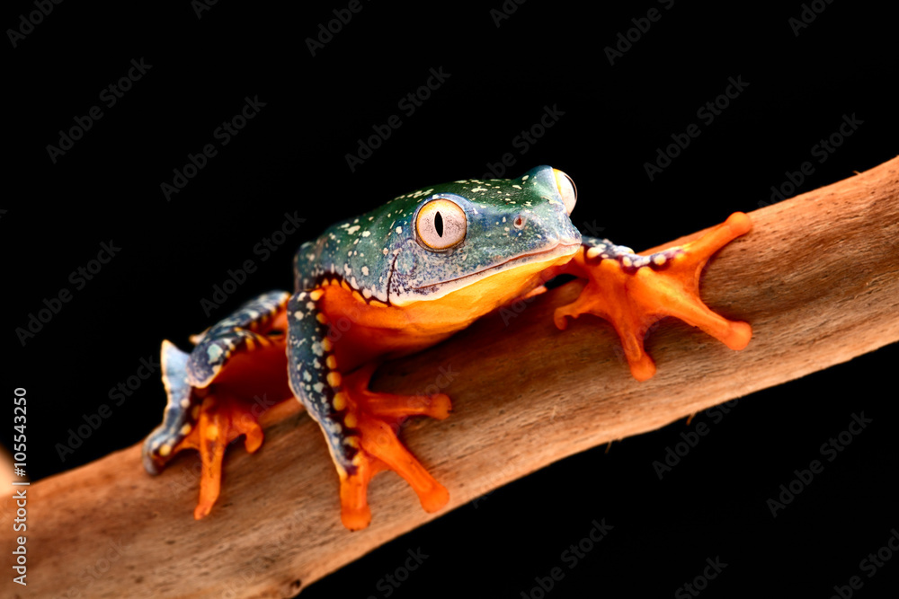 fringe tree frog, Cruziohyla craspedopus. A tropical rain forest ...