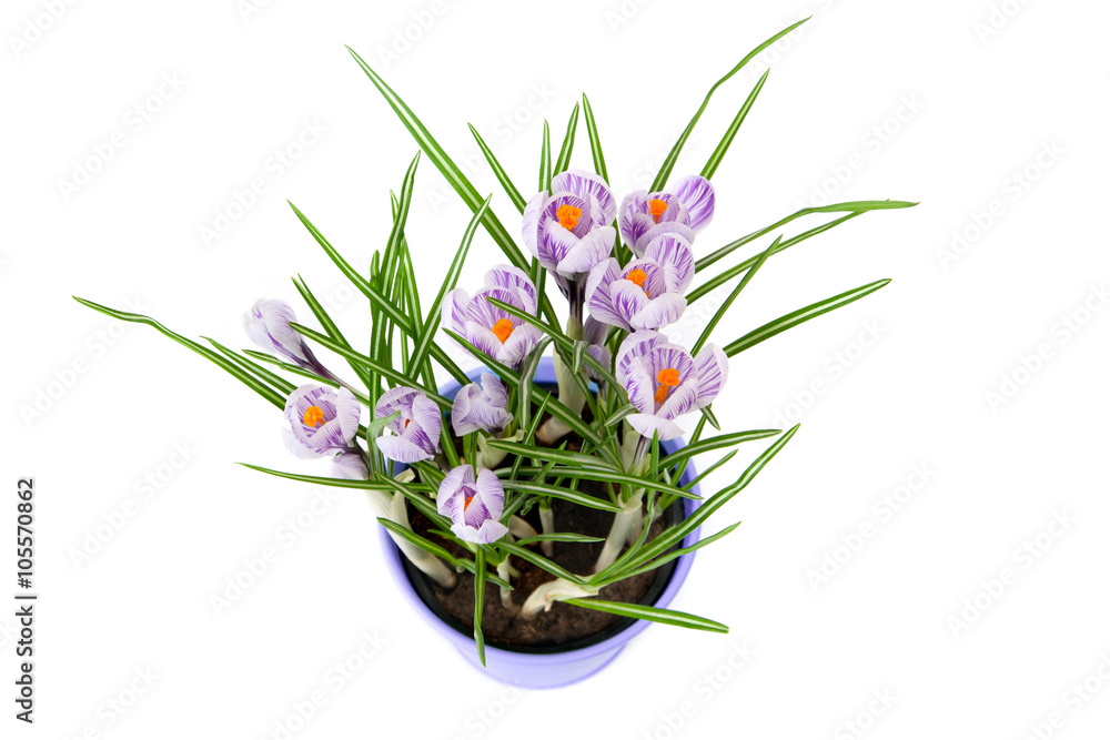 crocus flowers,top view, isolated on white background Stock Photo ...