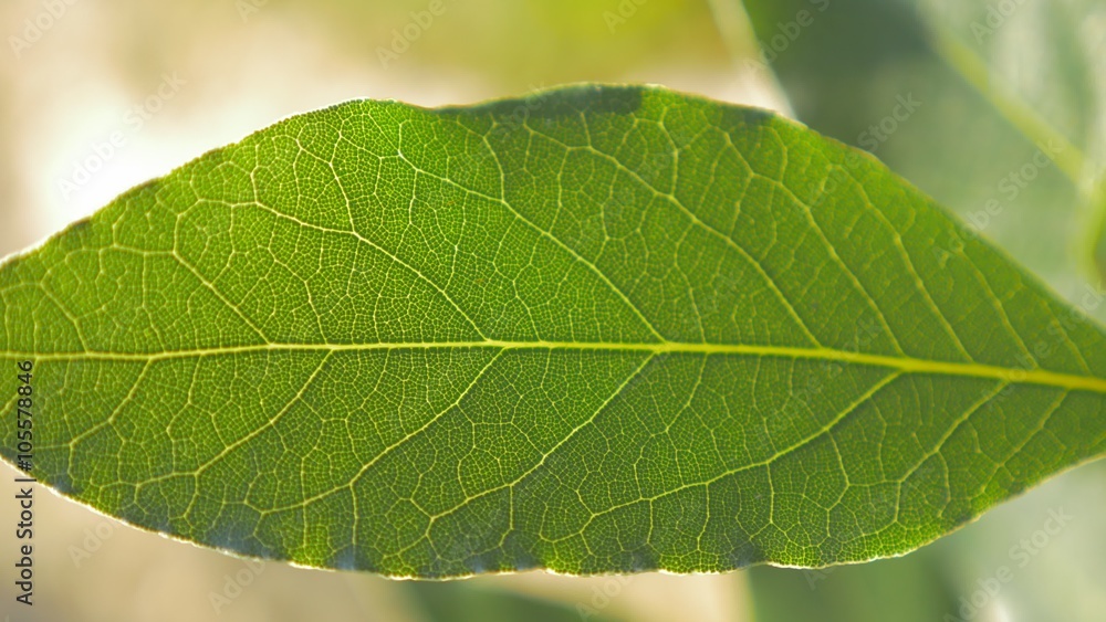 Light coming thru green Laurus nobilis laurel tree leaf outdoor slow ...