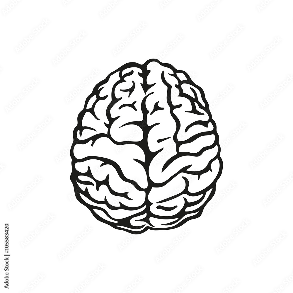 Vector outline illustration of human brain on white background Stock ...