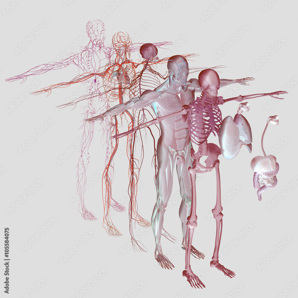 Human anatomy exploded view, deconstructed. Separate elements muscle ...