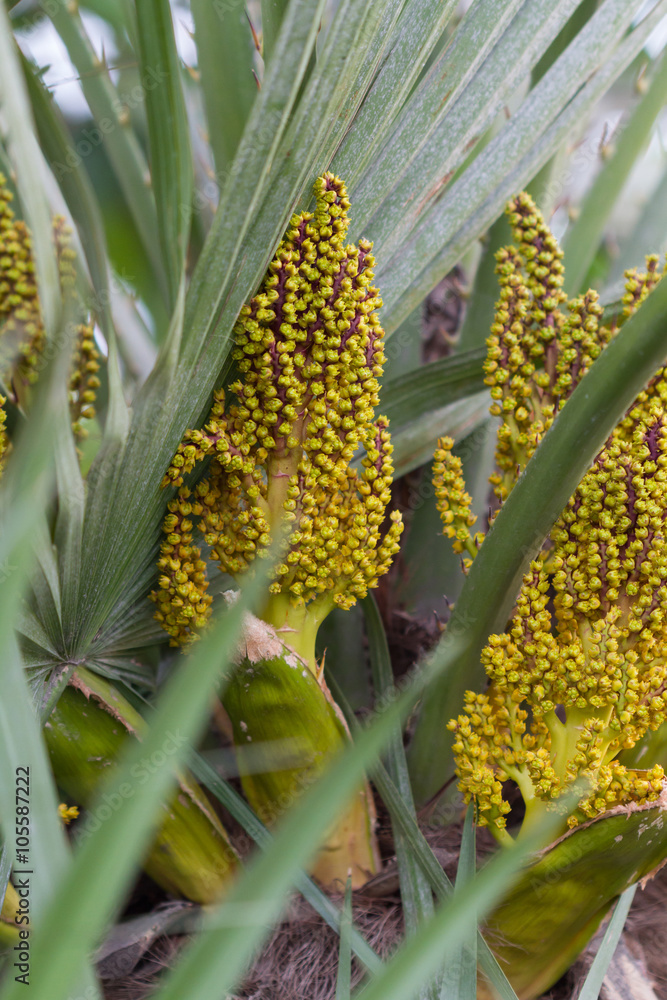 Trachycarpus fortunei. Chinese windmill palm Stock Photo | Adobe Stock