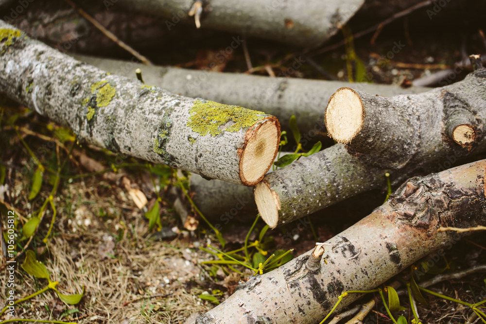 Tree cut down Stock Photo | Adobe Stock