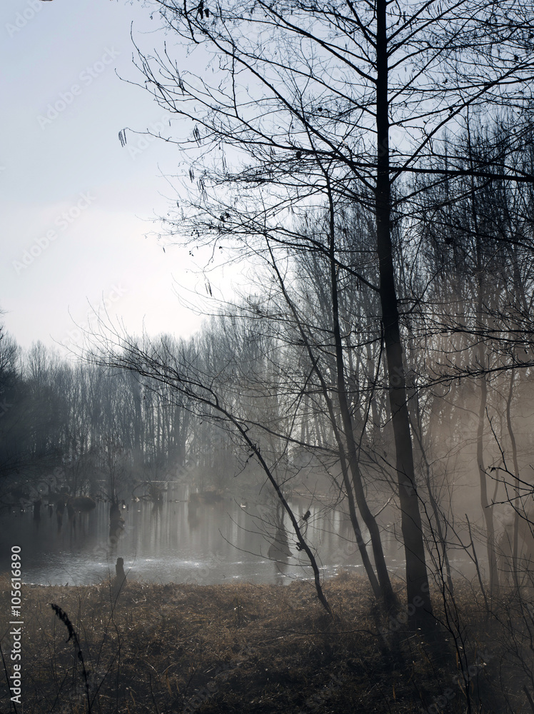Foggy swamps in autumn. Cool dark lake in primeval forest. Cold ...