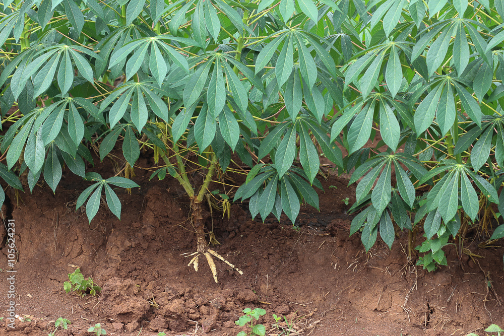 This picture is a cassava plantation in the western of Thailand Stock ...