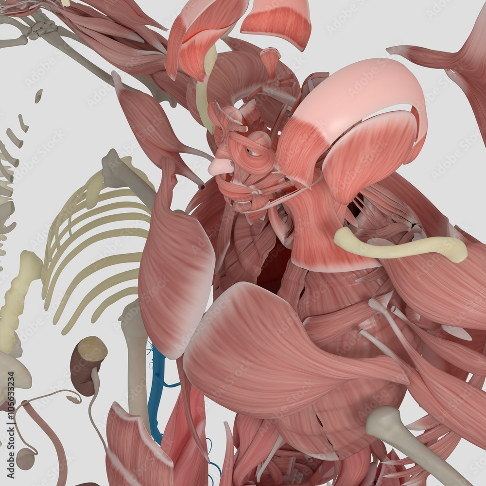 Human anatomy exploded view, deconstructed showing separate parts ...