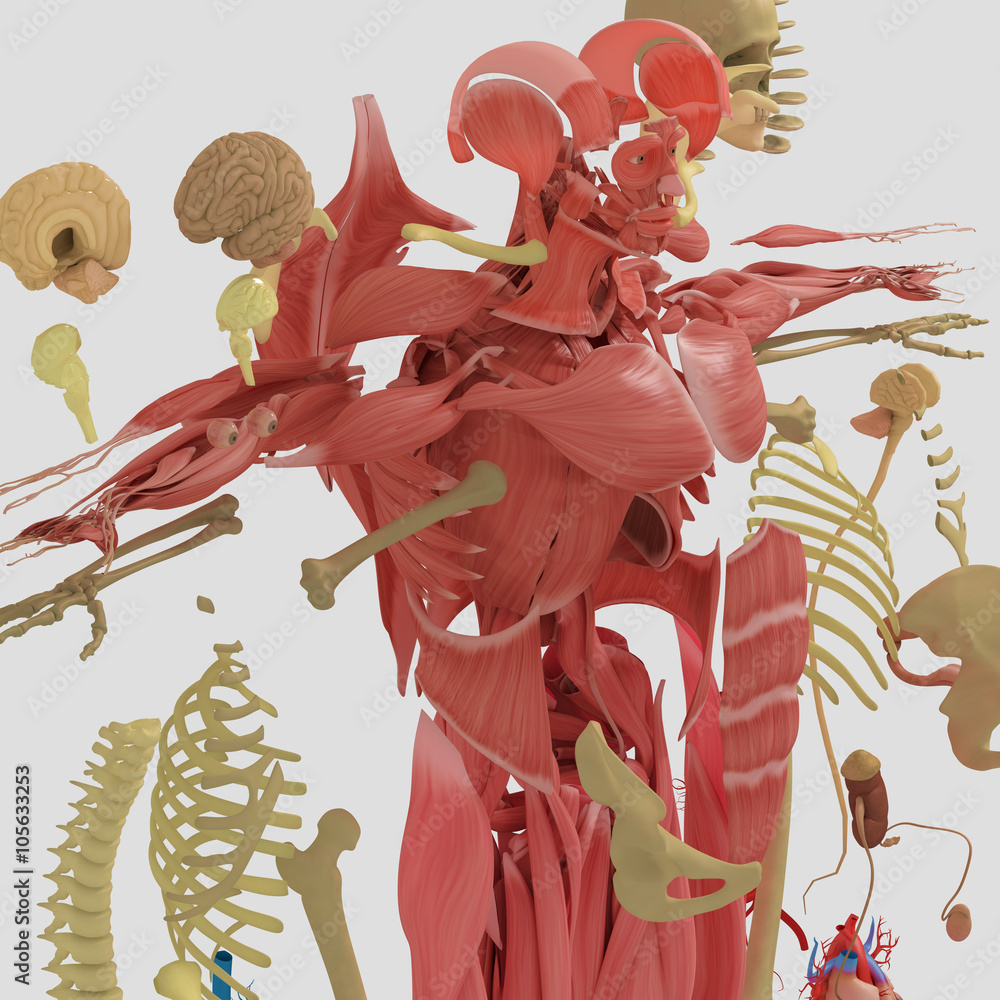 Human anatomy exploded view, deconstructed showing separate parts ...