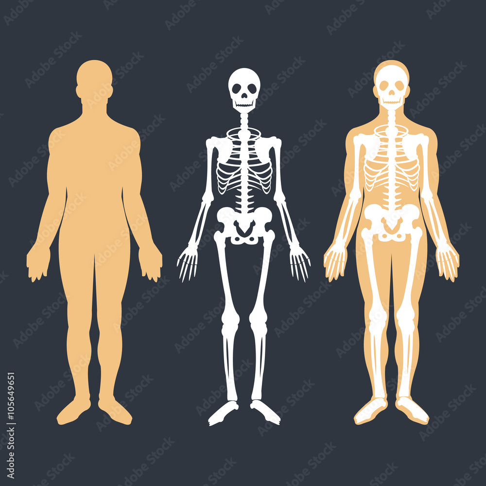 Human body and skeletal system flat illustrations set. Body silhouette ...