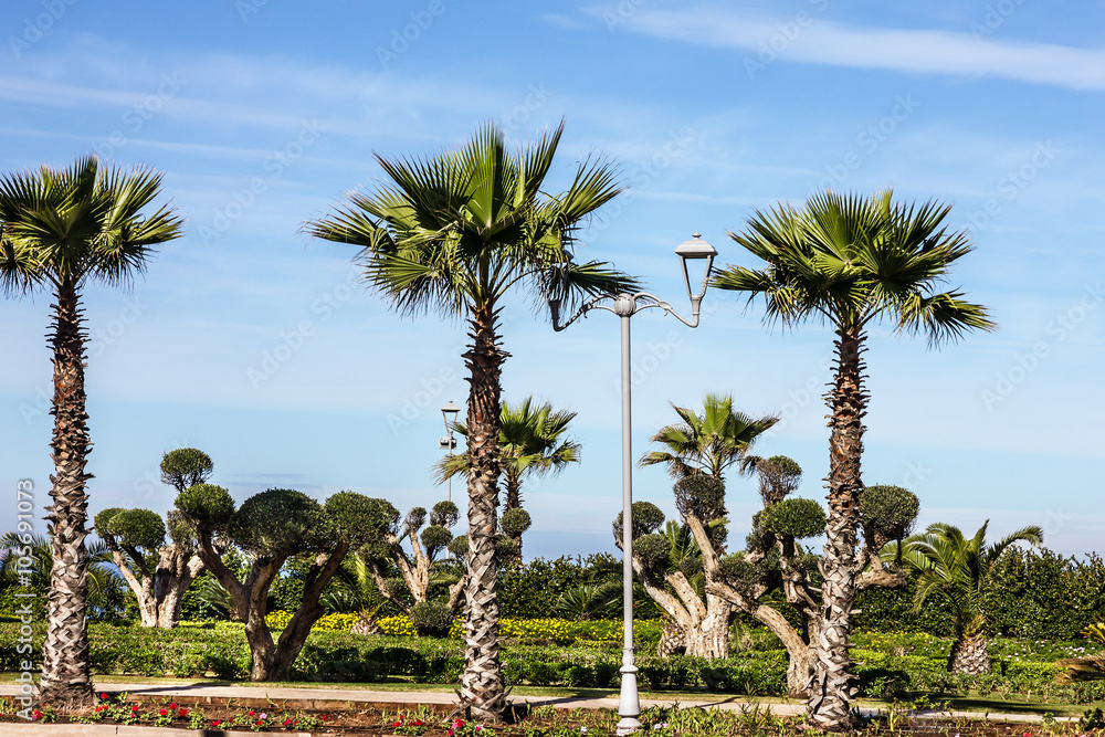 Morocco, Casablanca. Palm trees, green park, natural landscape Stock ...
