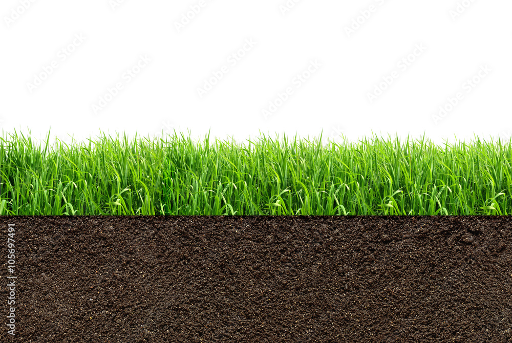 green grass with in soil isolated on white background Stock Photo ...