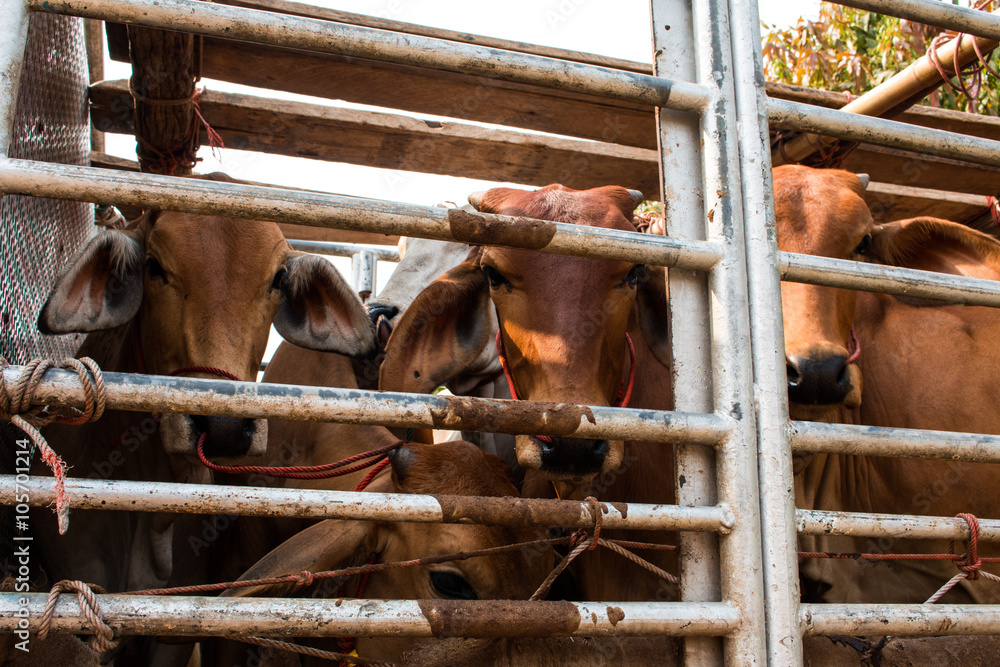 Cows transport in Thailand,Redeemer lives cows Stock Photo | Adobe Stock