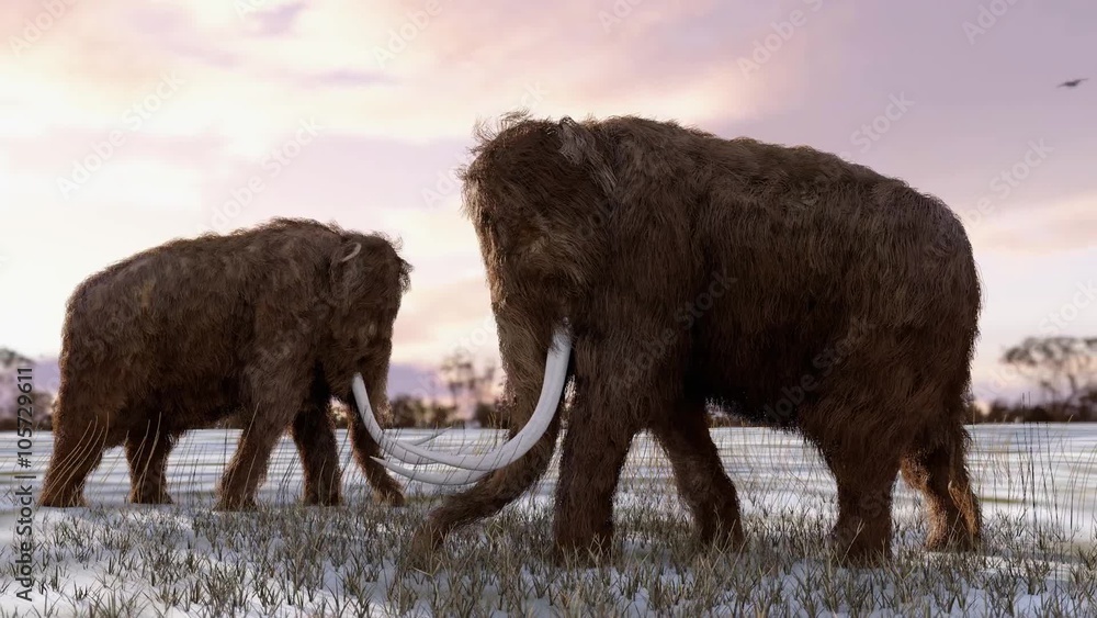 An animation of Woolly Mammoths digging for grass roots in a snowy ...