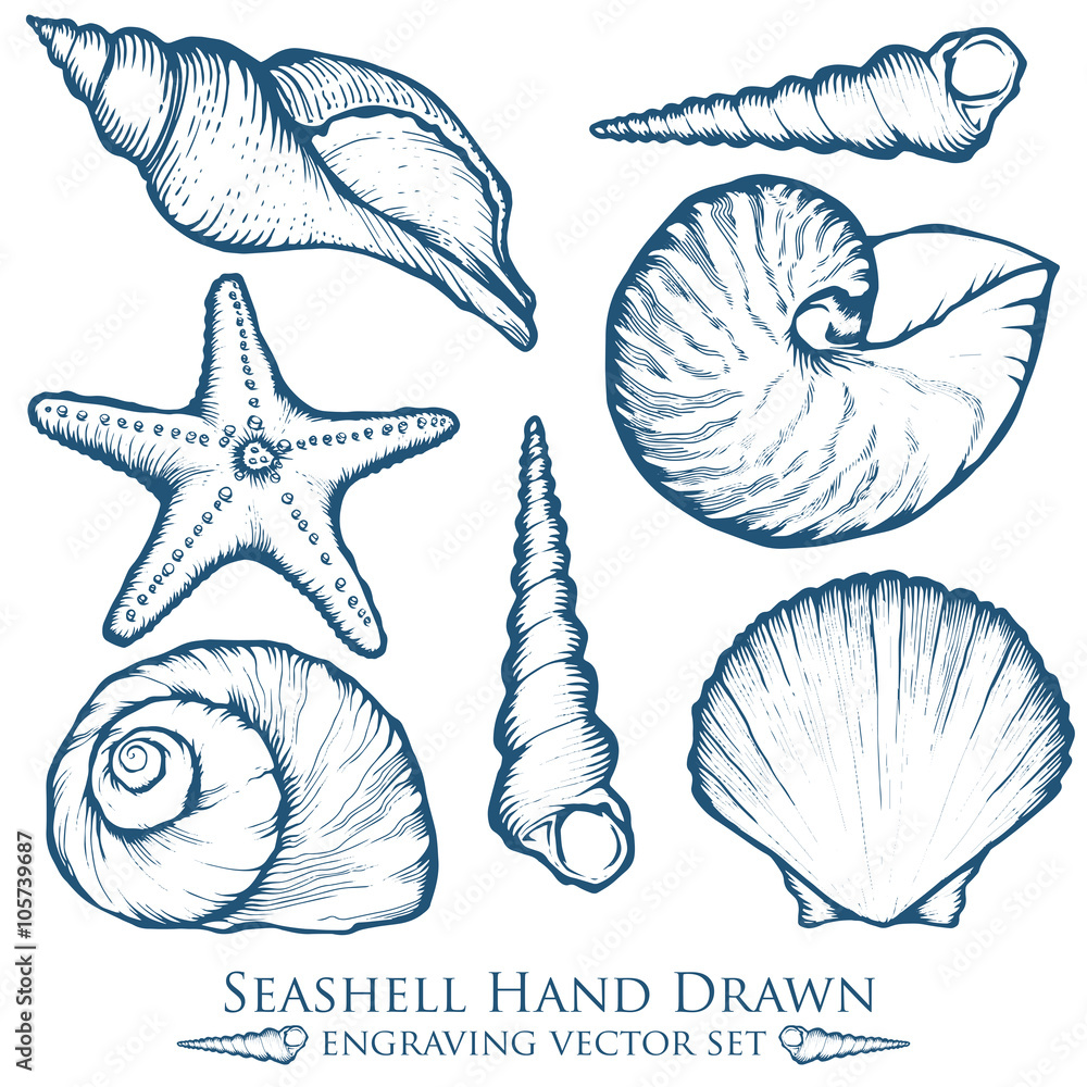 Seashell, sea shell, starfish nature ocean aquatic underwater vector ...