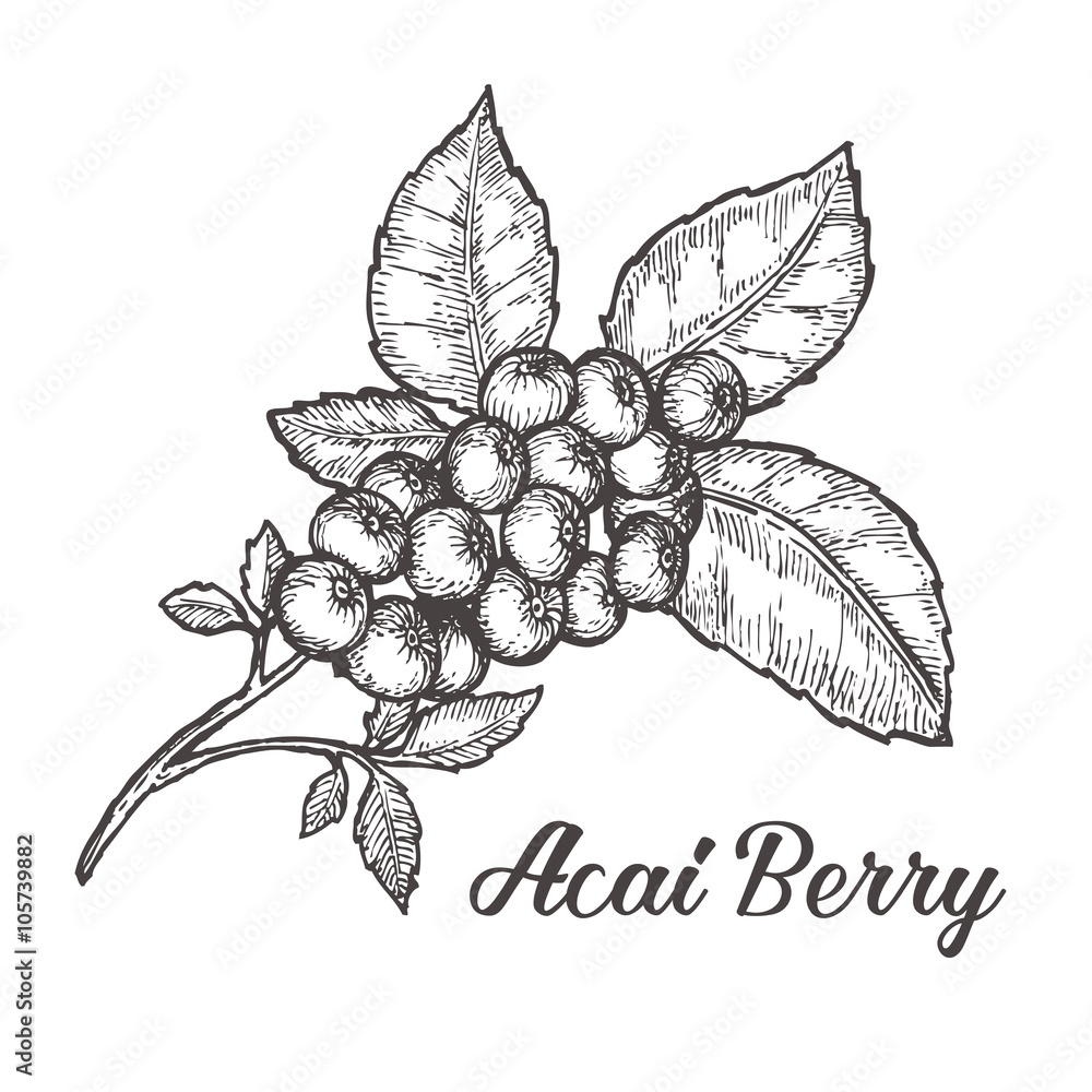 Acai berry. Organic super food ingredient. Vector hand drawing sketch ...