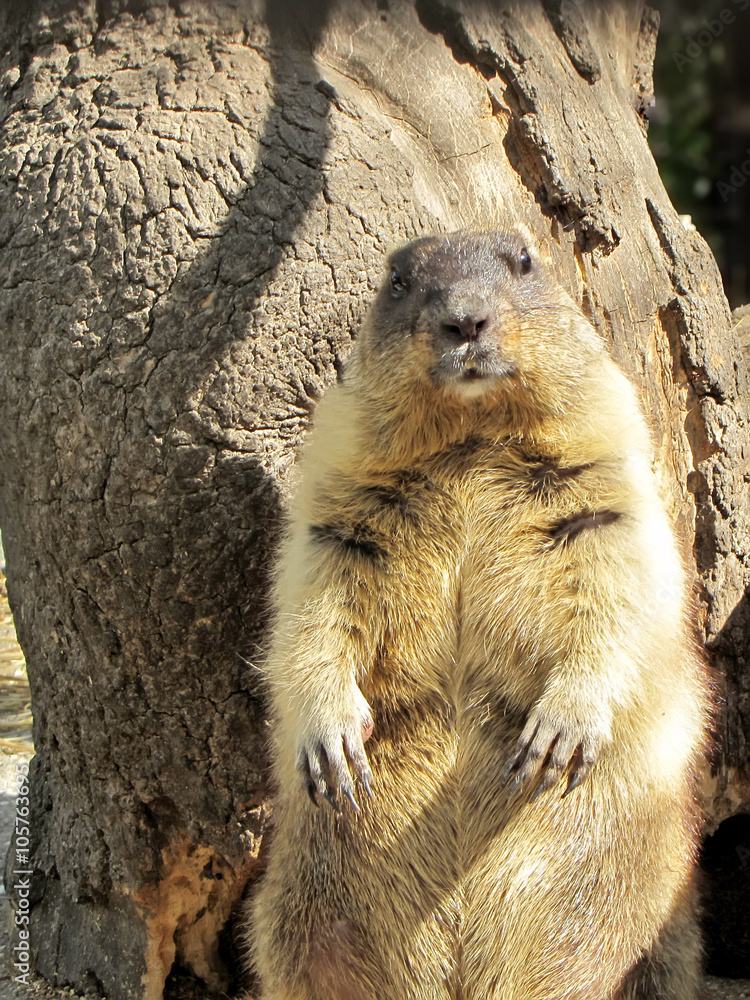 Beaver Running On Hind Legs Discount | emergencydentistry.com