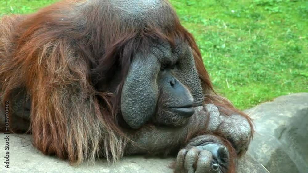 An orangutan male, chief of the monkey family, lying on his boulder ...