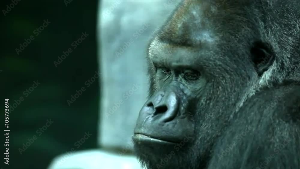 Vidéo Stock Eye contact with a gorilla male, severe silverback, chief ...