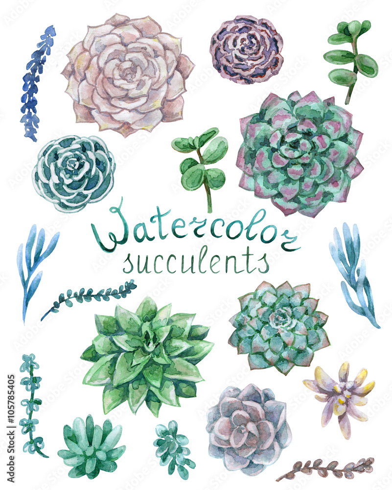 Set of watercolor succulents Stock Illustration | Adobe Stock