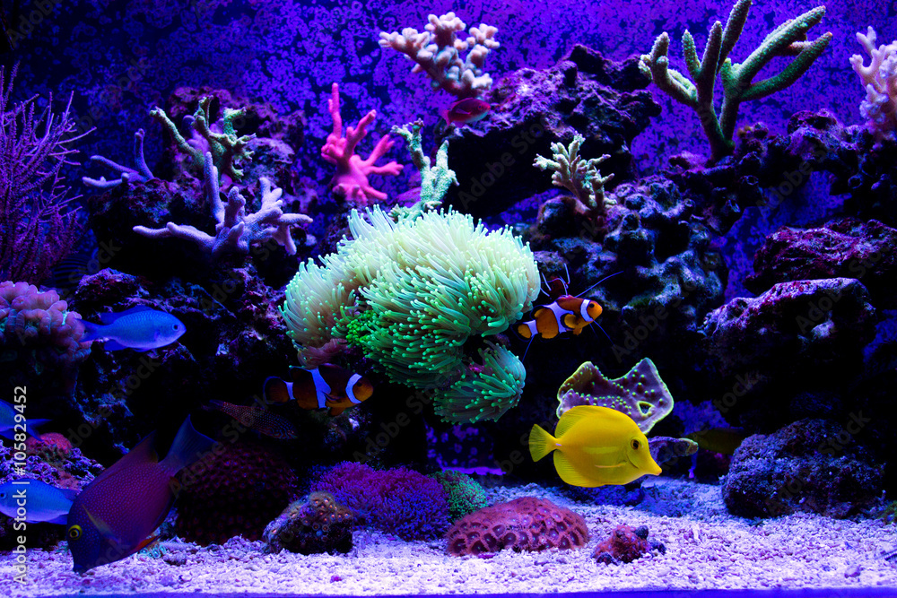 Coral reef aquarium scene Stock Photo | Adobe Stock