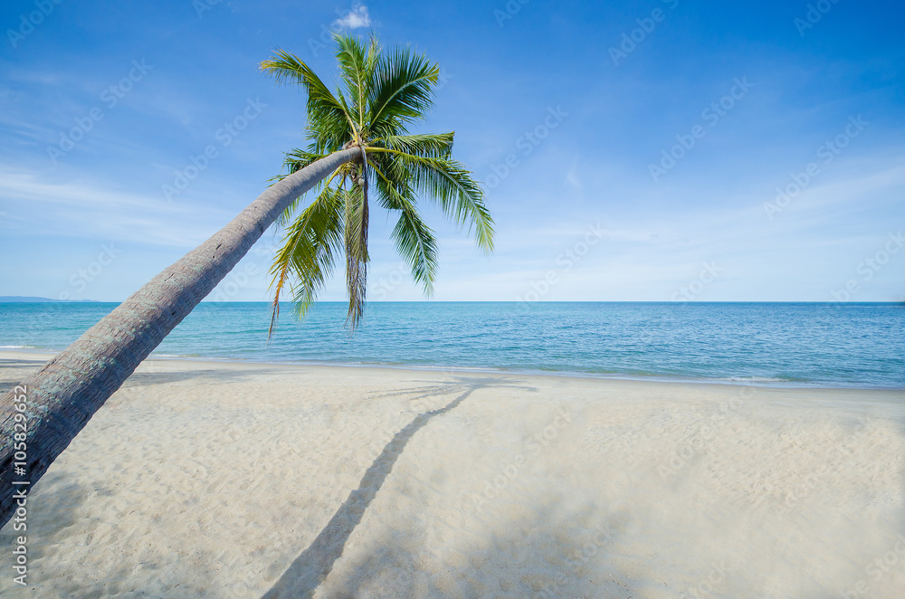Summer beach with the coconut tree with its shadow in focus at the ...