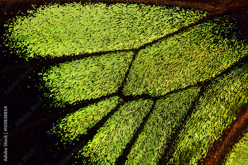 Butterfly wing background Stock Photo | Adobe Stock