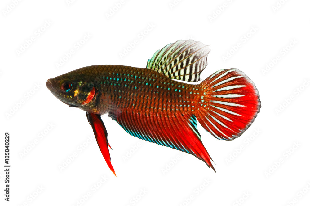 Wild Siamese Fighting Fish