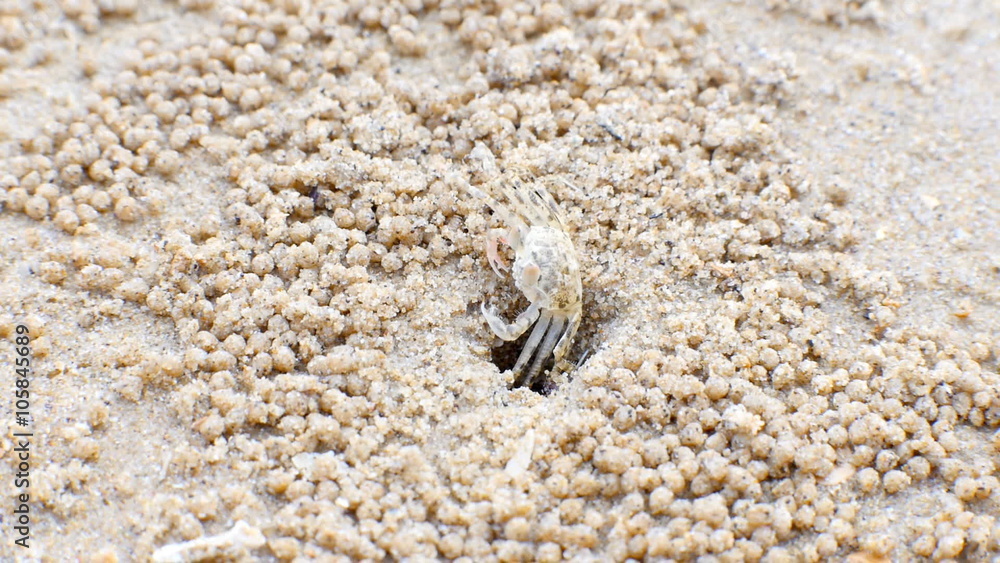 Sand Crab digging sand balls around burrow at tropical beach of ...