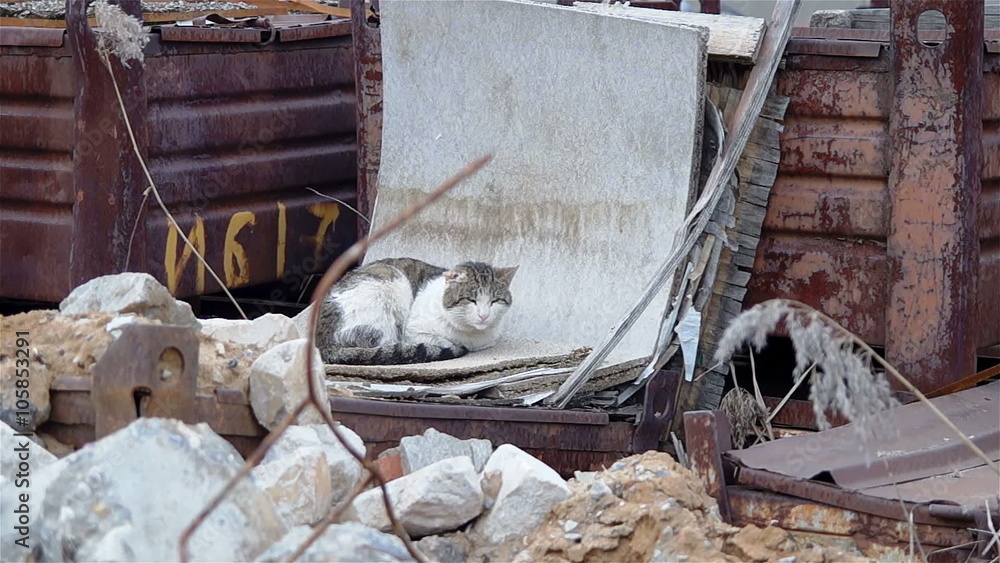 Look at the Cat with a cropped ear is damaged at the old factory HD ...