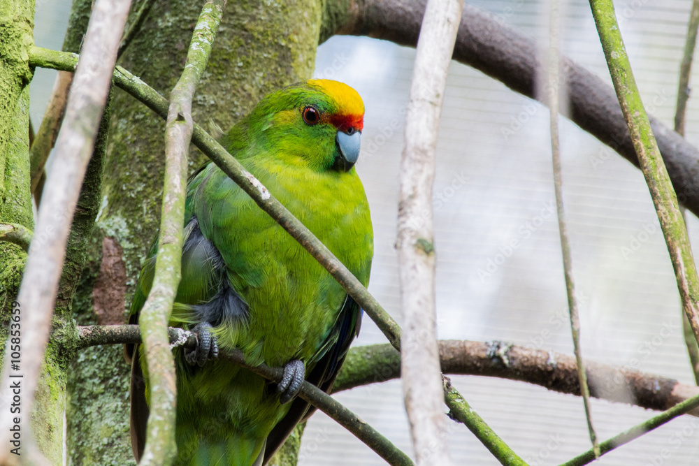 Red-Crowned Kakariki Stock Photo | Adobe Stock