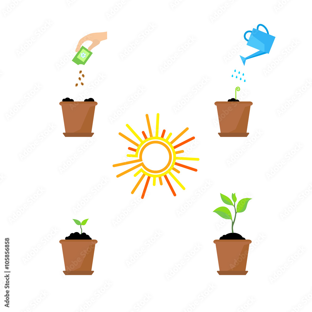 Timeline infographic of planting tree process Stock Vector | Adobe Stock