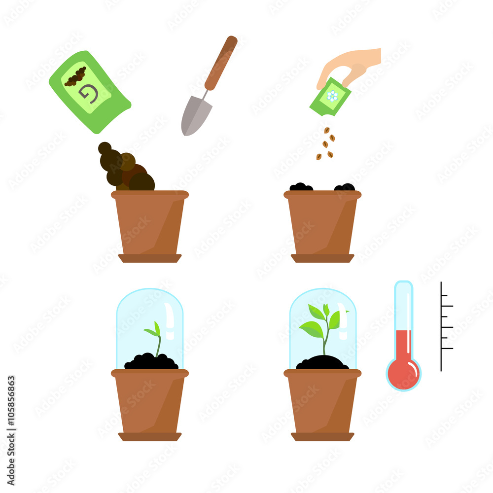 Timeline infographic of planting tree process Stock Vector | Adobe Stock