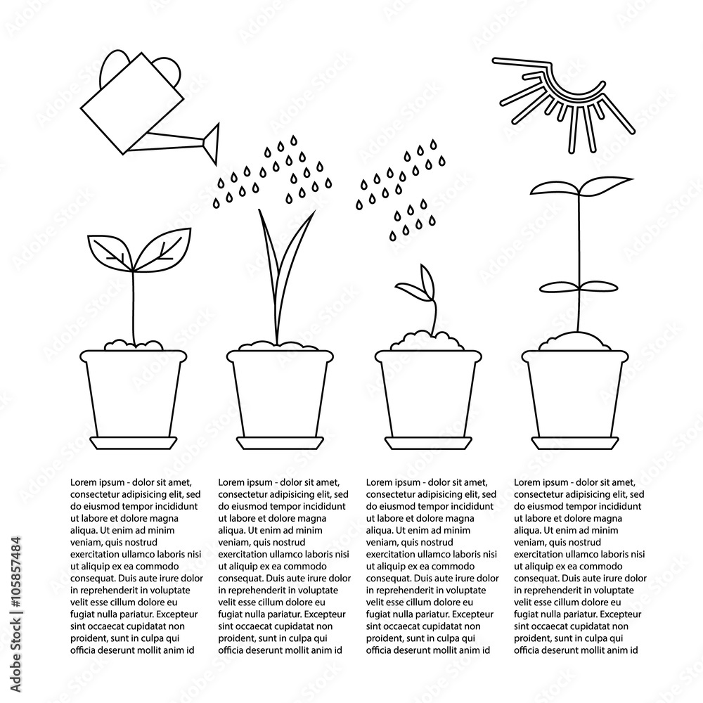 Timeline infographic of planting tree process Stock Vector | Adobe Stock