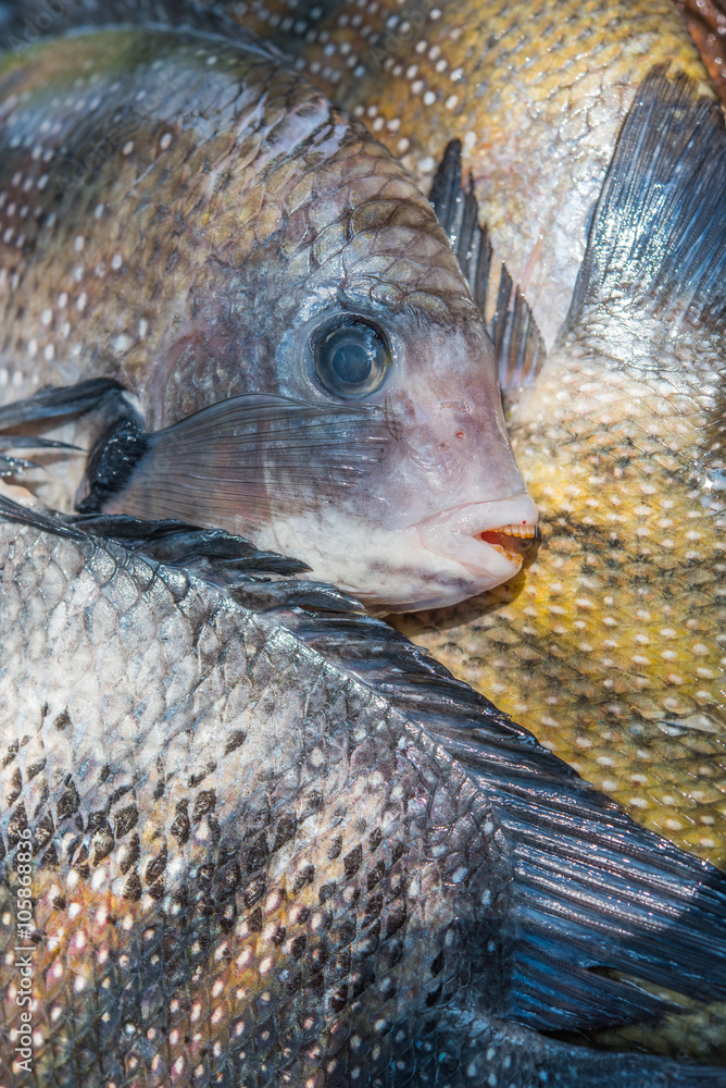 Green chromide (Etroplus suratensis), also known as karimeen or ...