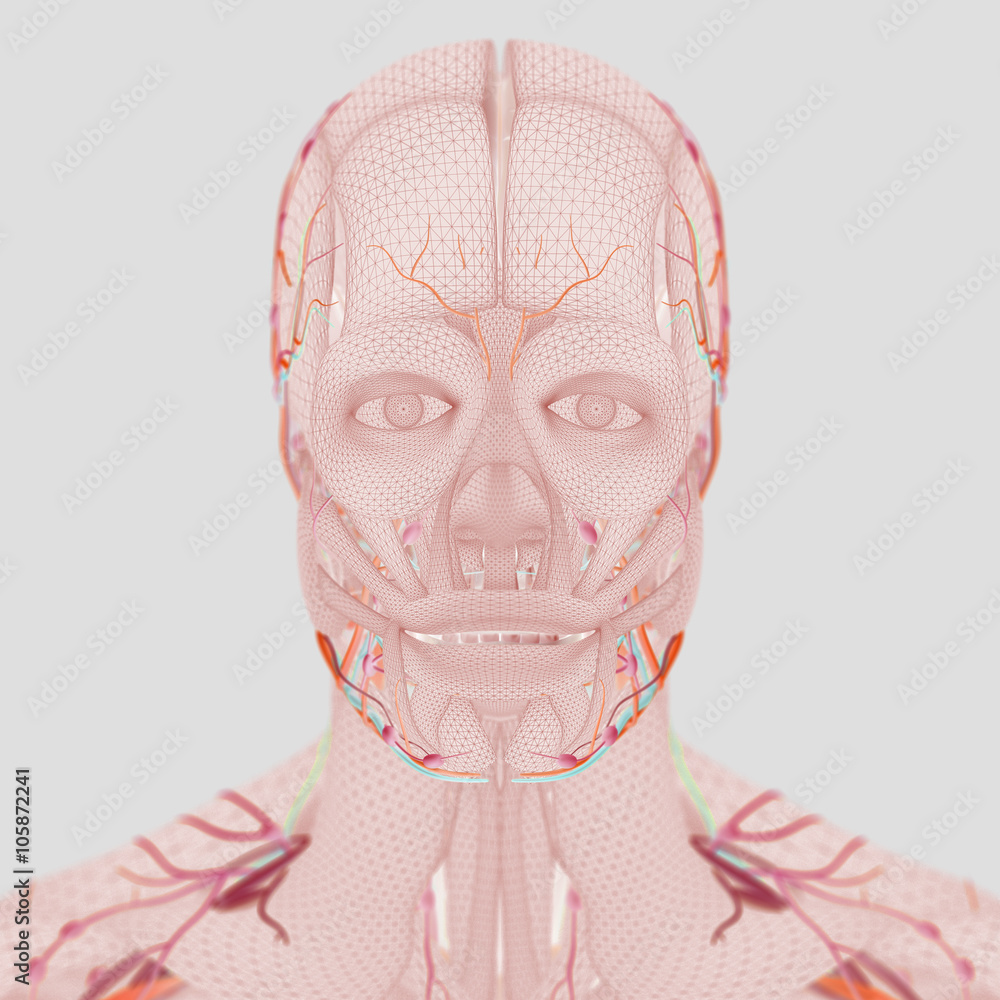 Anatomy wire frame. Human head with vibrant electric colors and fine ...
