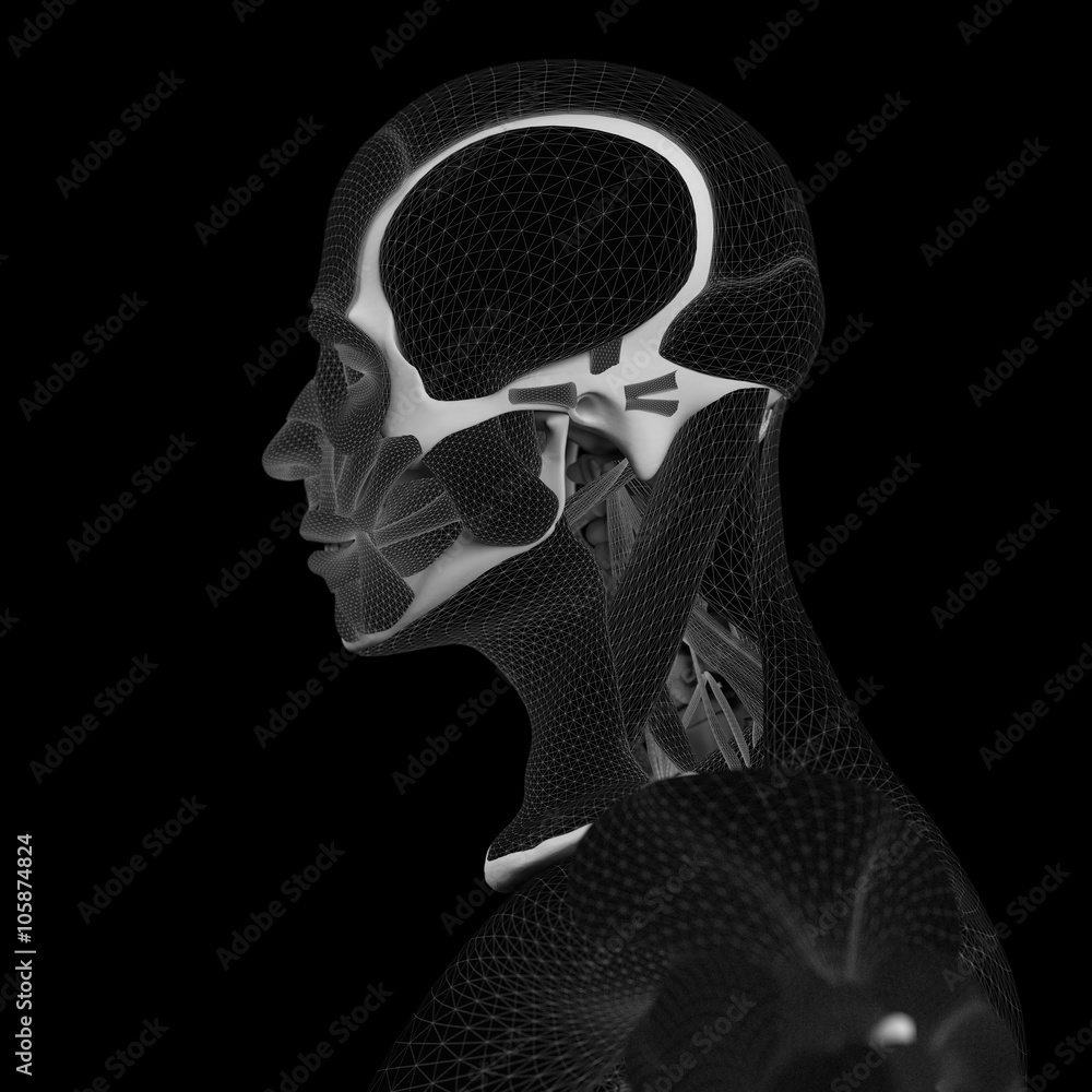 Anatomy brain wire frame. Human head with fine wire mesh detail and ...