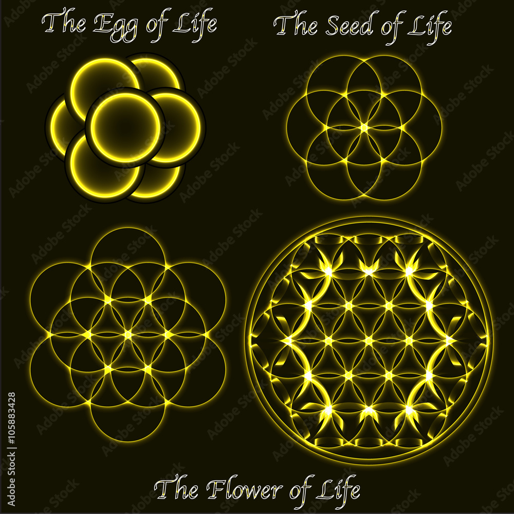 Brass vector flower of life evolution, egg, sacred geometry seed ...