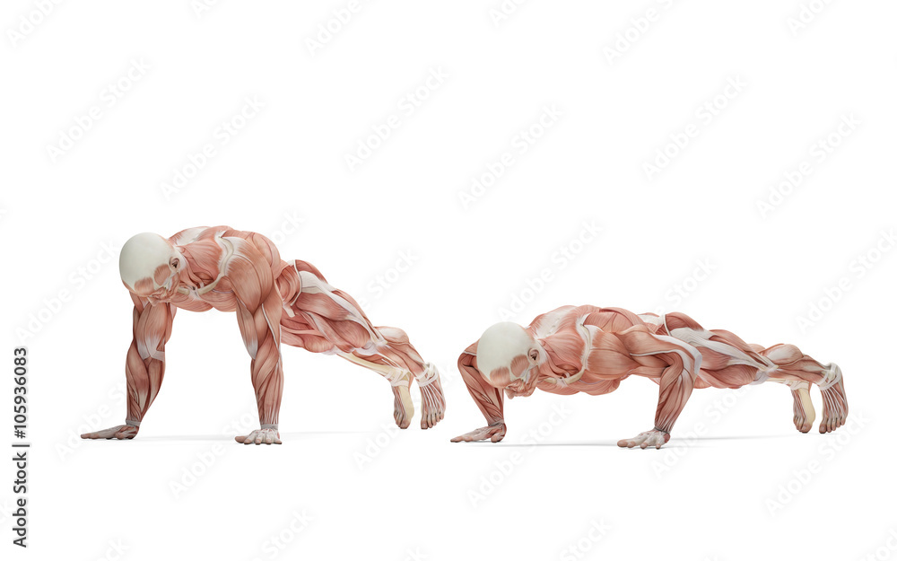 Push up exercise. Anatomical illustration. Isolated. Clipping path ...