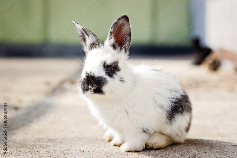 Foto de Little white bunny with black spots on the fur do Stock | Adobe ...
