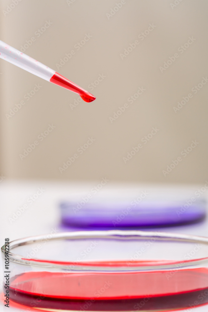 Laboratory droper of red liquid over Petri dishes Stock Photo | Adobe Stock