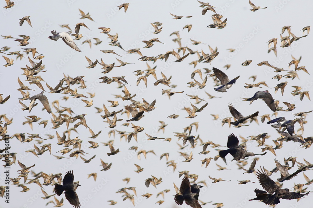 flock of birds flying, starling, rook, crow, pigeon Stock Photo | Adobe ...