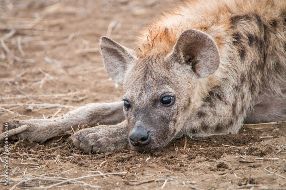 Spotted hyena cub laying down Stock Photo | Adobe Stock